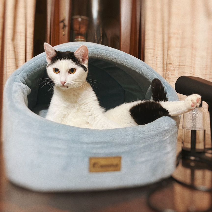 Пенни ищет дом