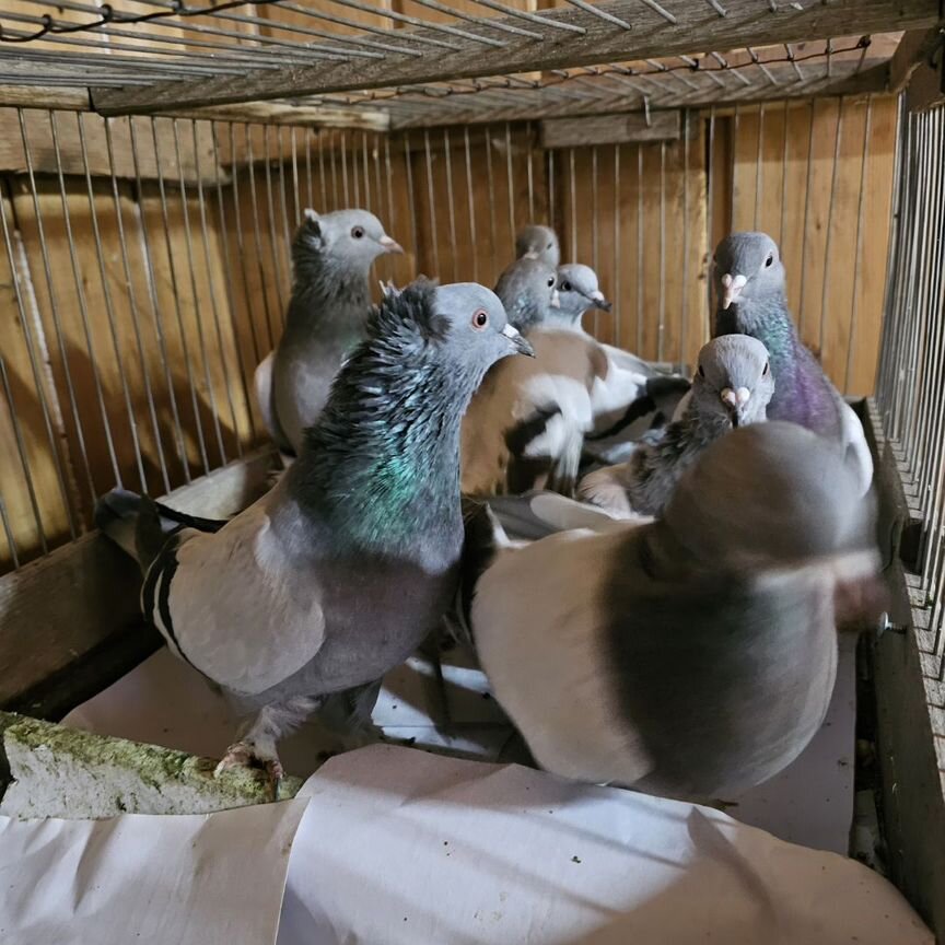 Голуби турецкие такла