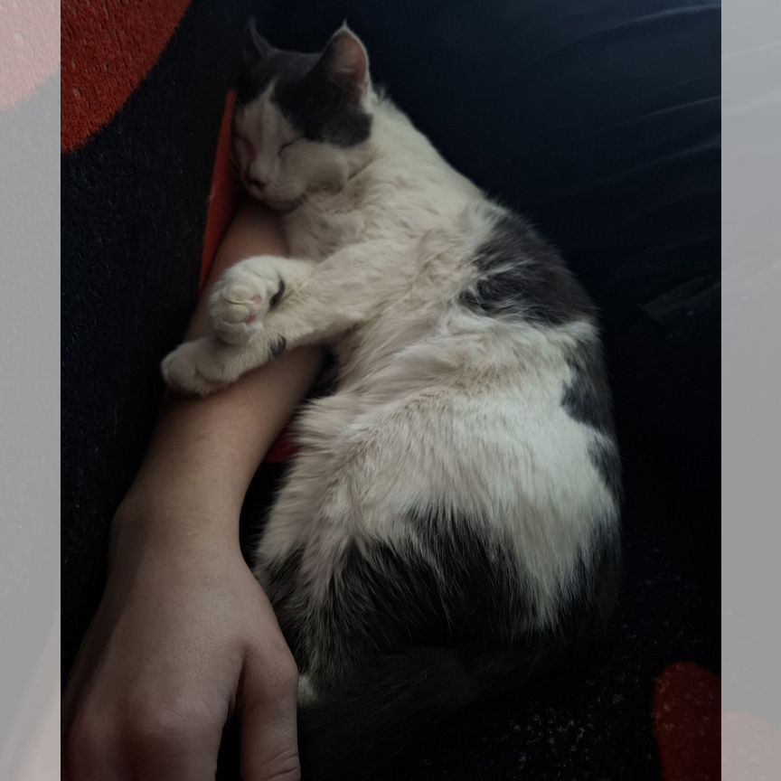 Взрослый кот в добрые руки