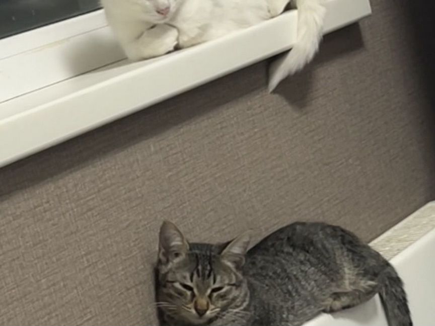 Отдам в добрые руки кошечек