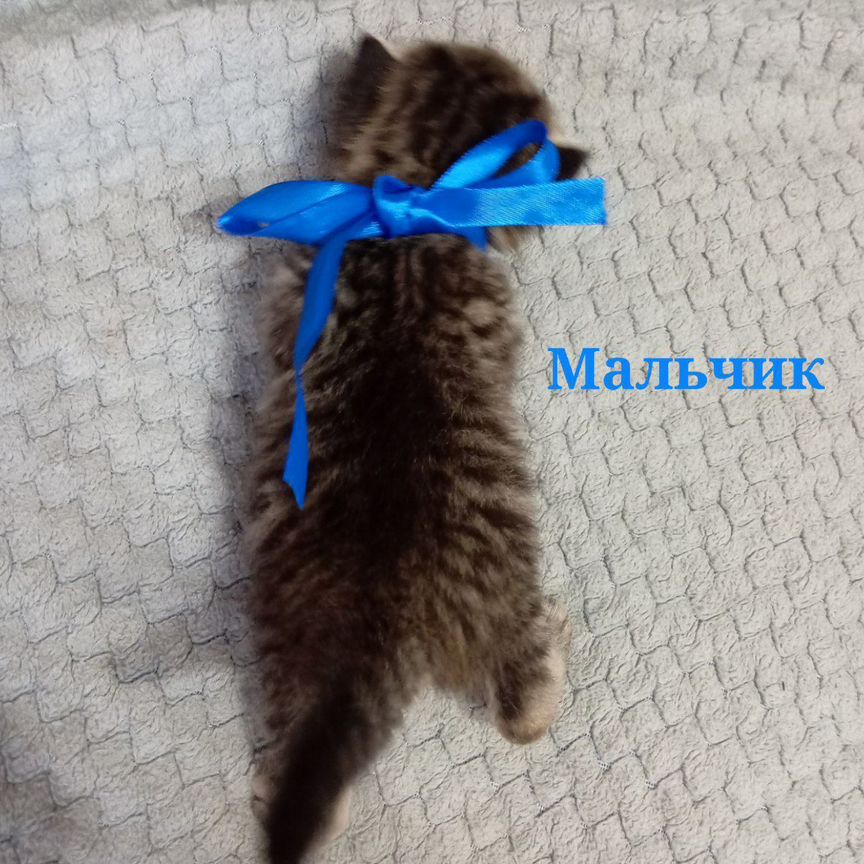 Котята(2 мальчика, 3 девочки)