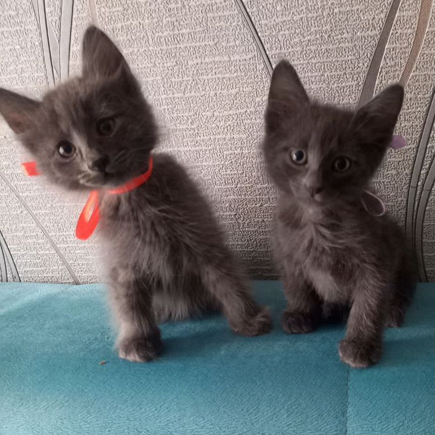 Котята