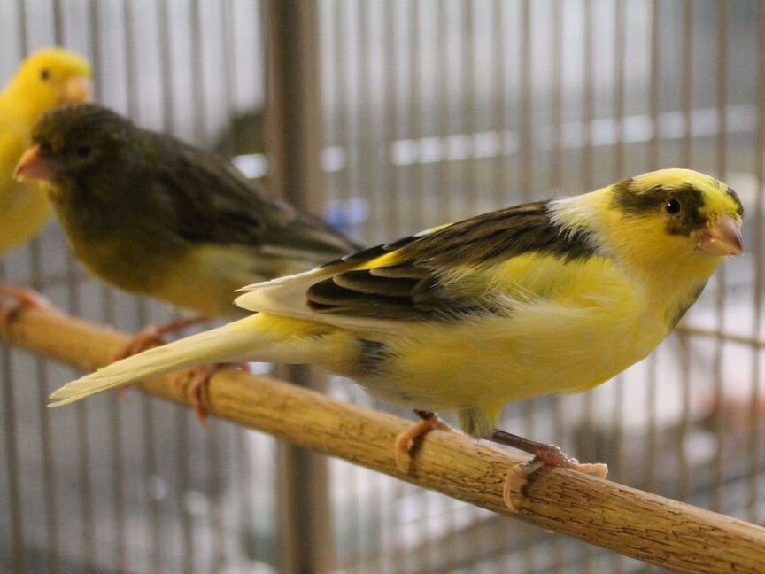 Канарейка пёстрая