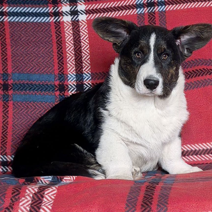 Вельш Корги Кардиган, щенок