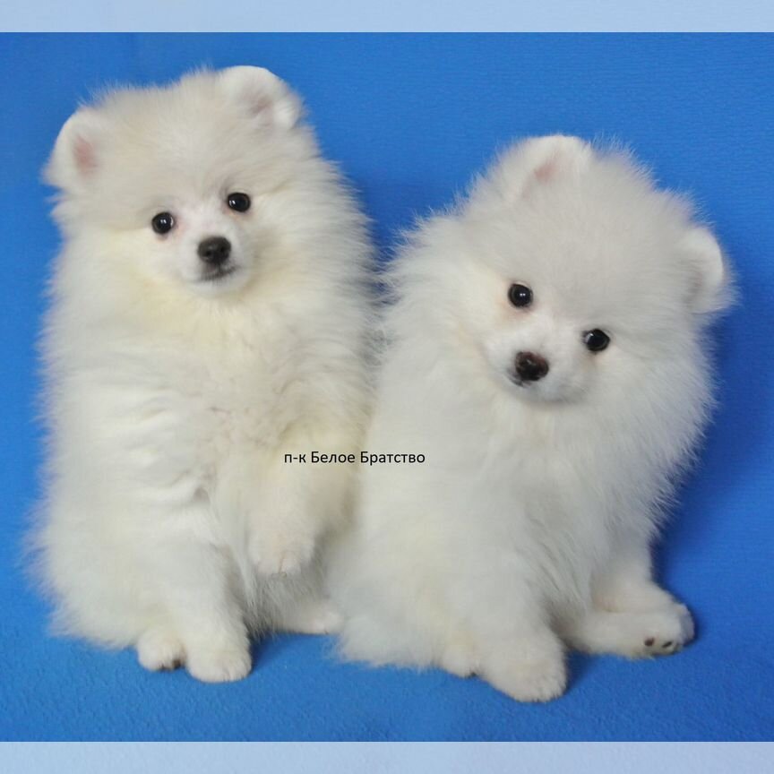 Белые медвежата