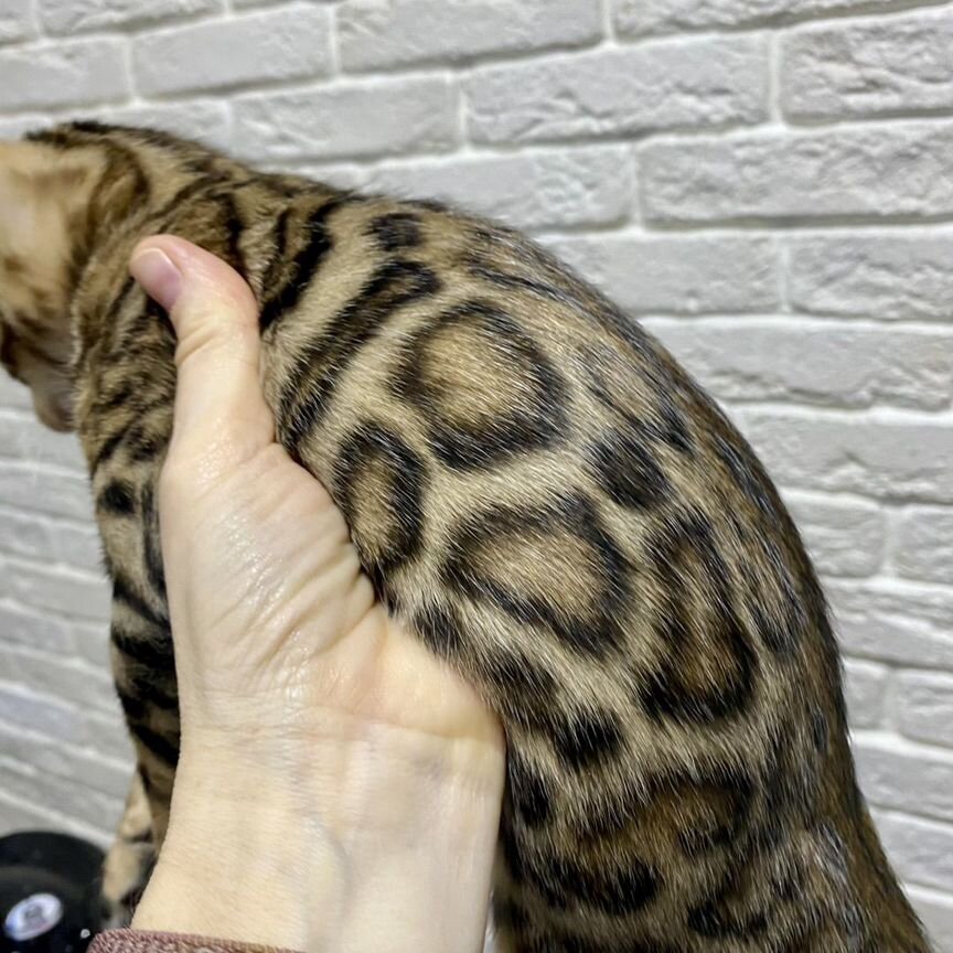 Бенгальская кошечка