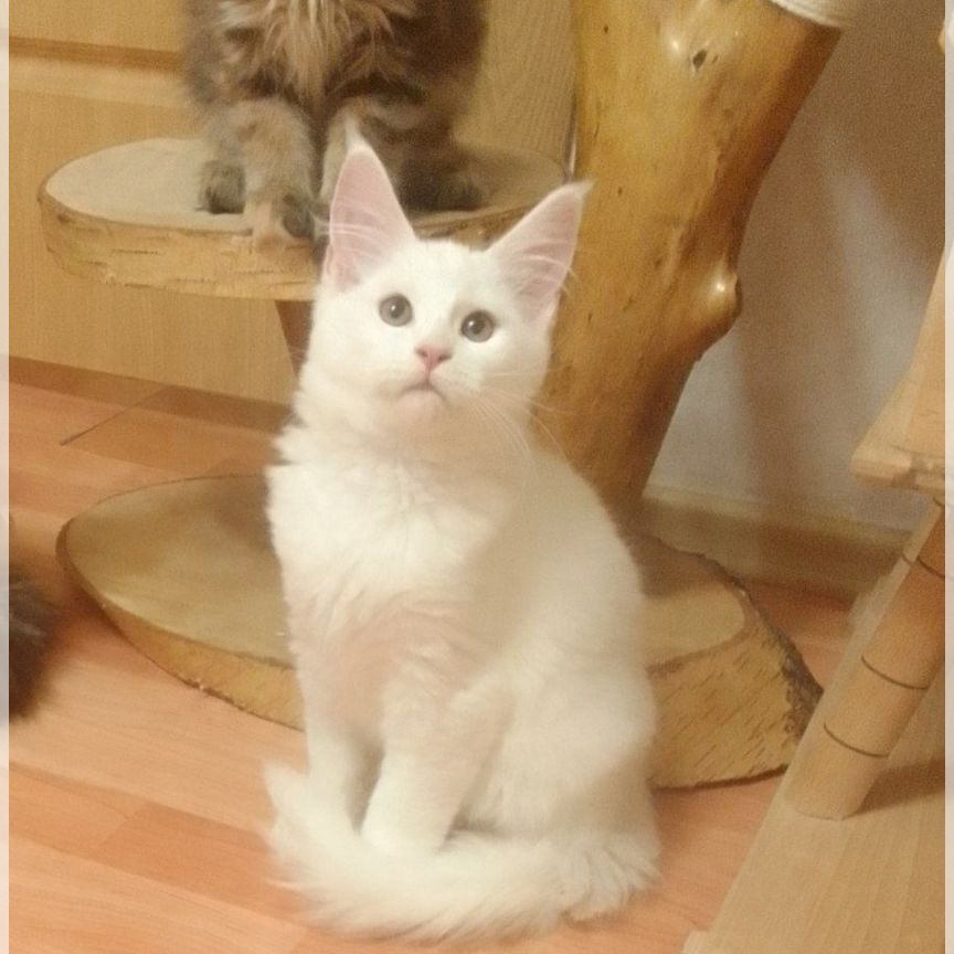 Чистокровная белая девочка Мейн-кун