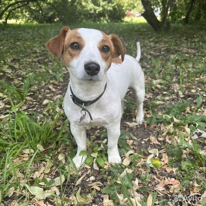 Щенки Джек Рассела помесь(бронь)