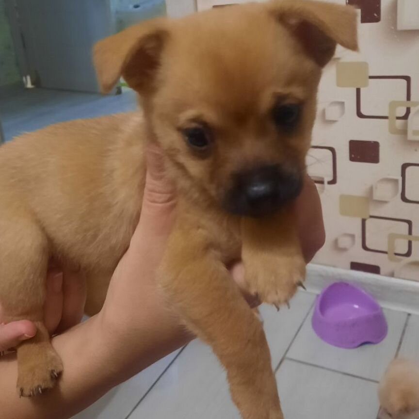 Щенки русский той-терьера