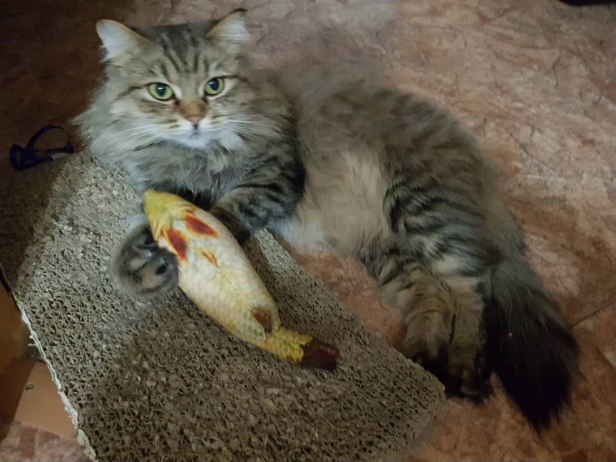 Кошка в добрые руки (похожа на сибирскую)