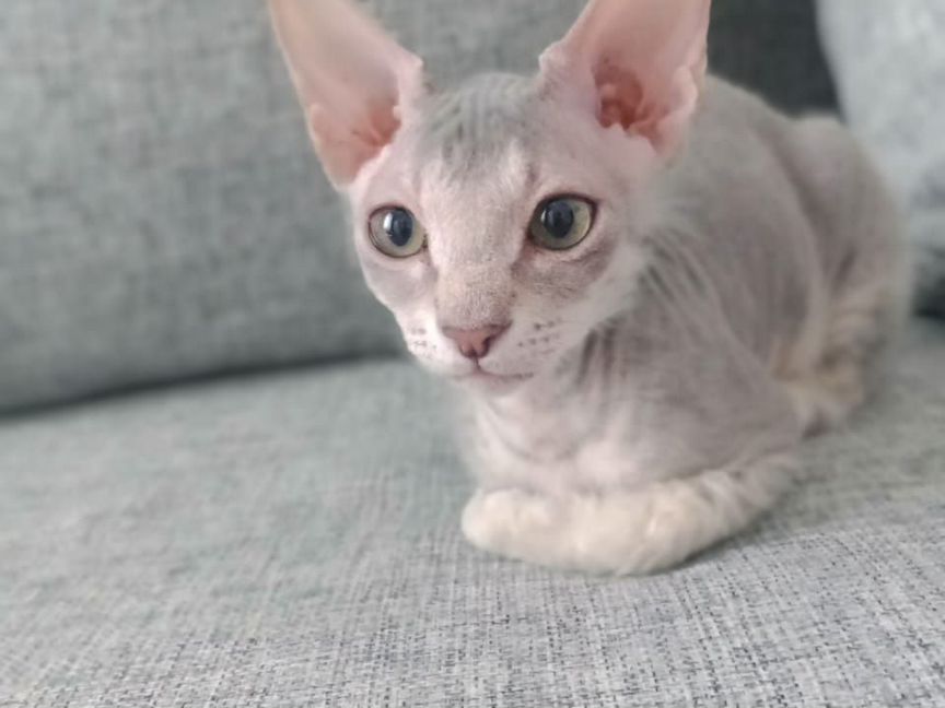 Сфинкс донской флоковый