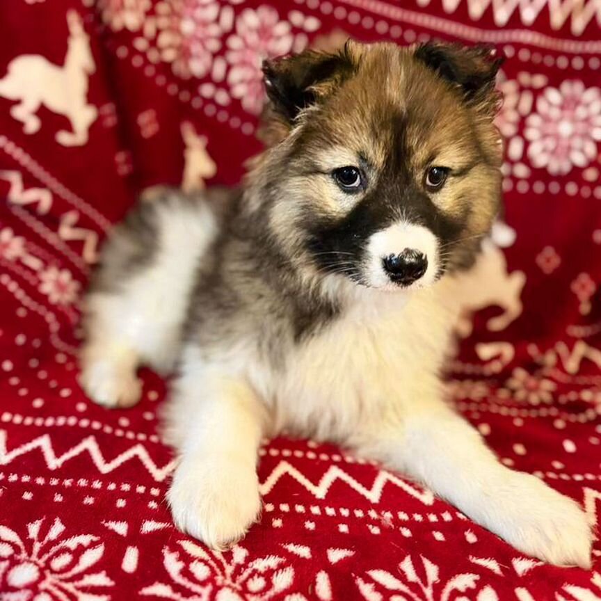 Девочка 3.5 мес