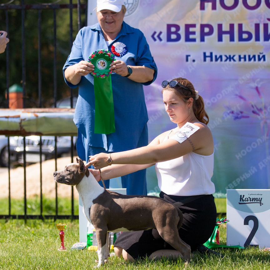 Перспективный Щенок аст из питомника
