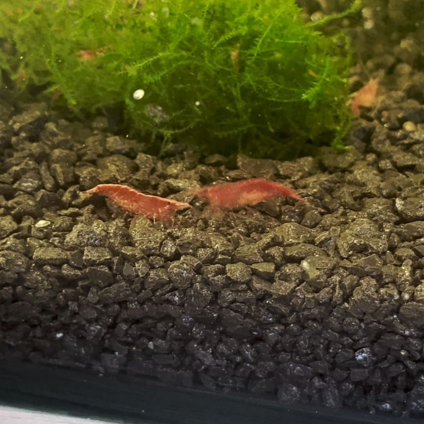 Креветки вишенки