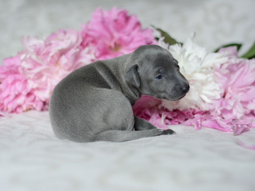 Щенки левретки