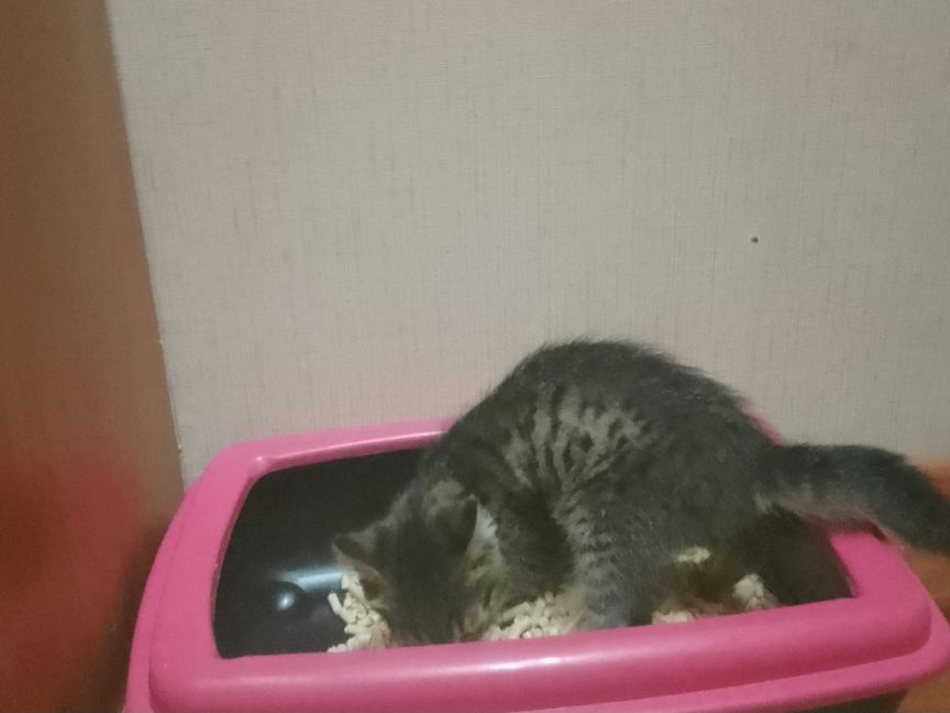 Кошечка,породистая