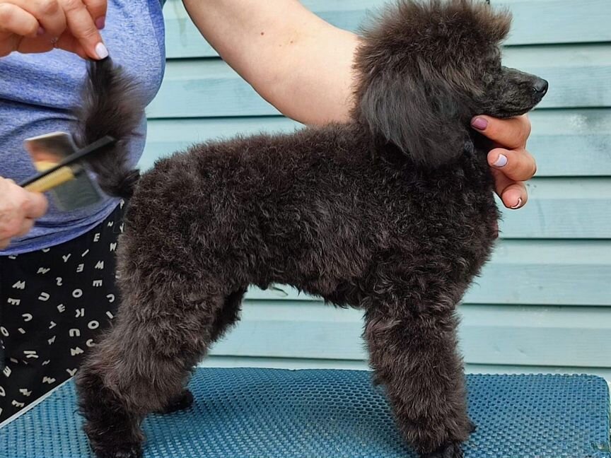 Щенок Той пудель кобель