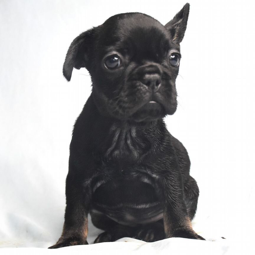 Французский бульдог, щенок