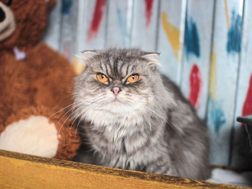 Смешная кошка из приюта в добрые руки
