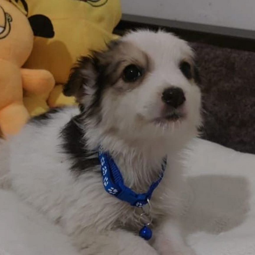 Щенок в добрые руки