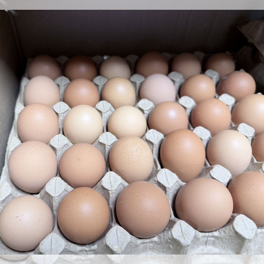 Яйца инкубационное несушек Ломан Браун