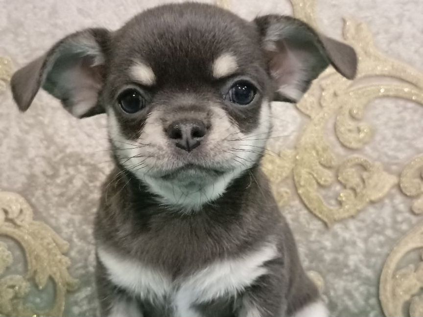 Голубая чишка