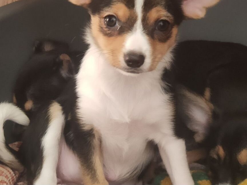 Девочки Чихуашки