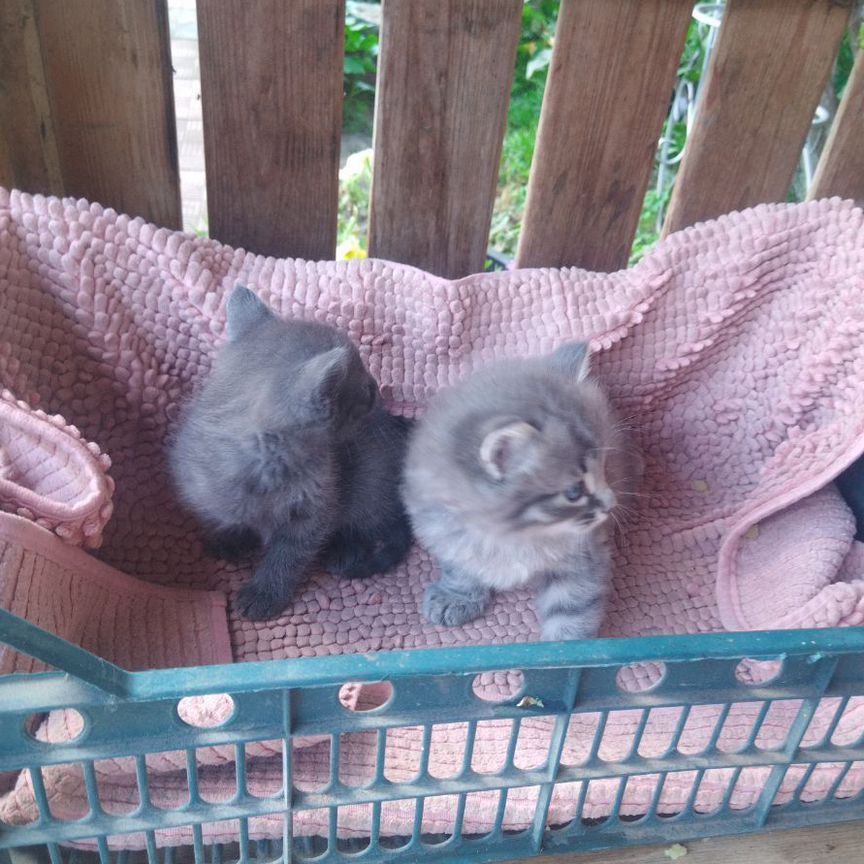 Котята