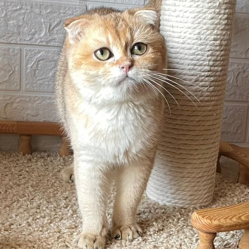 Золотой вислоухий котик
