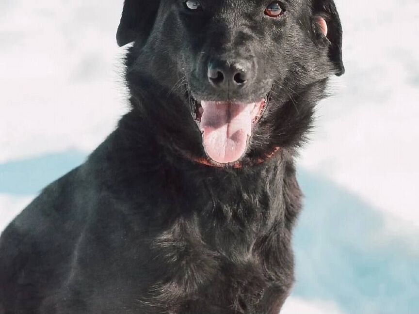 Красавица Чернышка ищет дом