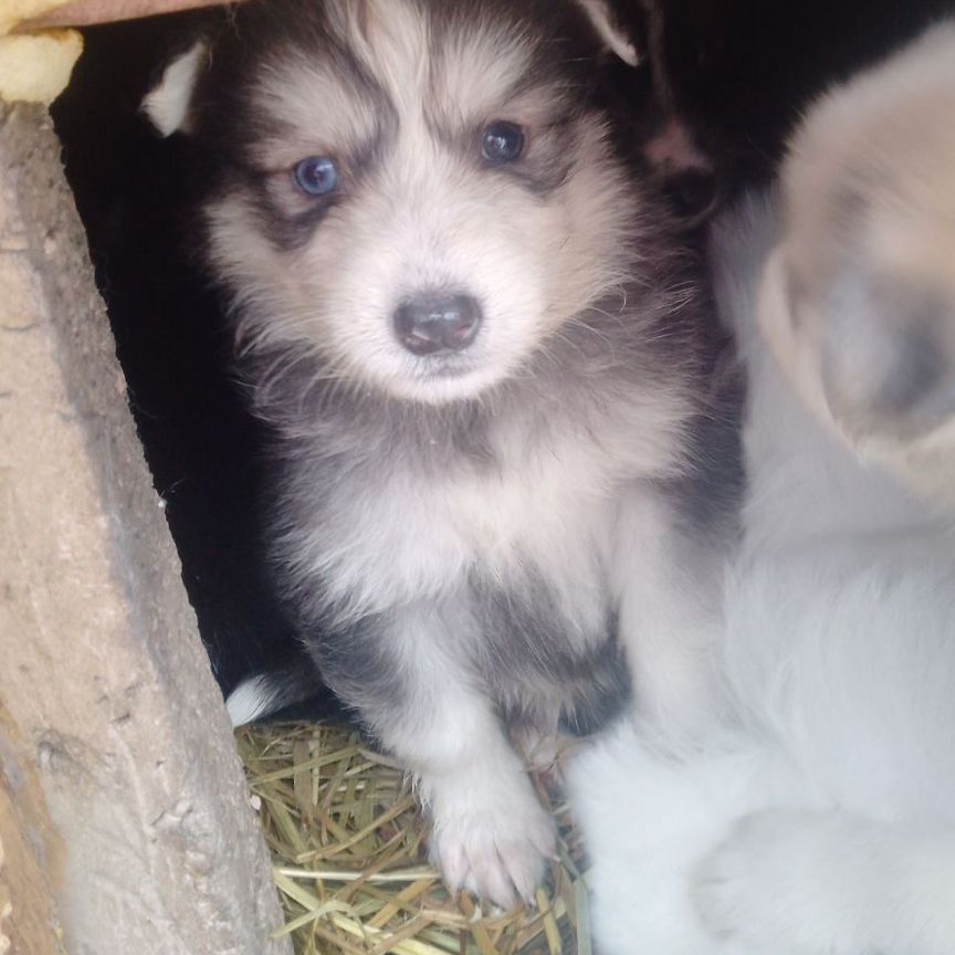 Щенок в добрые руки