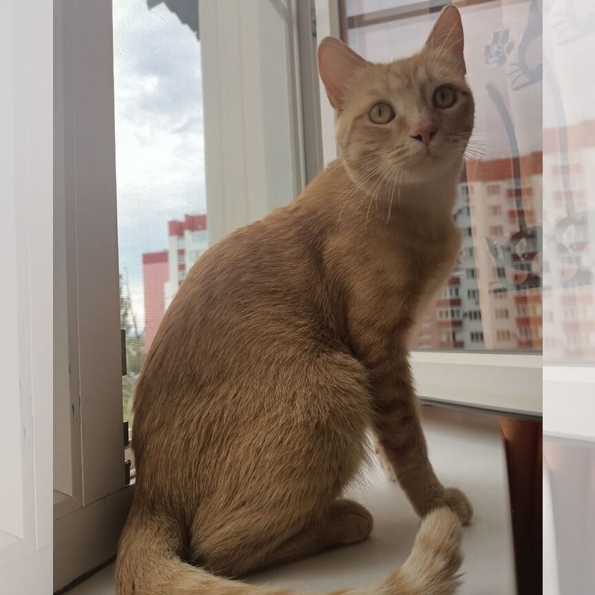 Кот котик ласковый милота