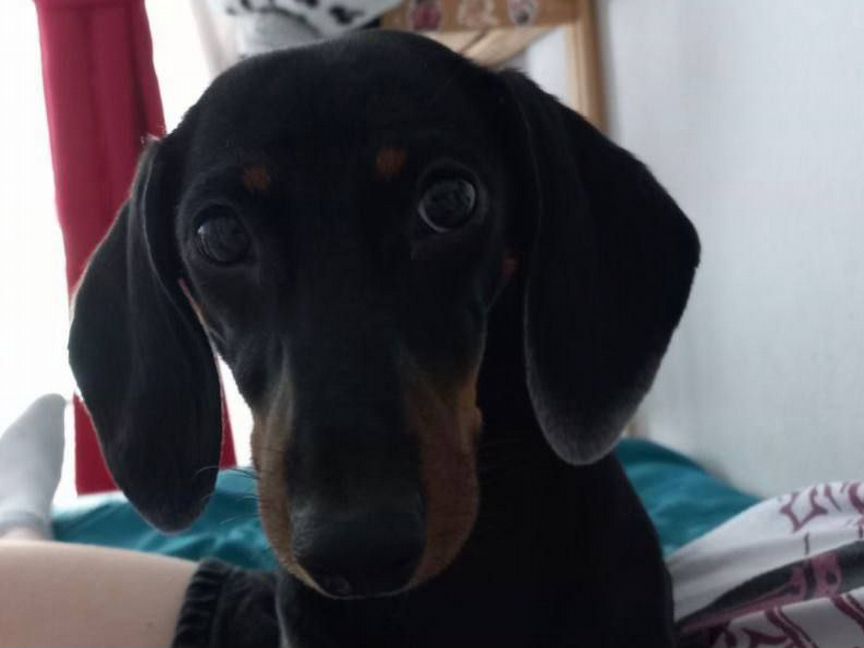 Карликовая Такса