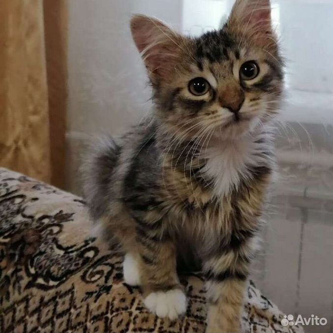 Курильский бобтейл в добрые руки