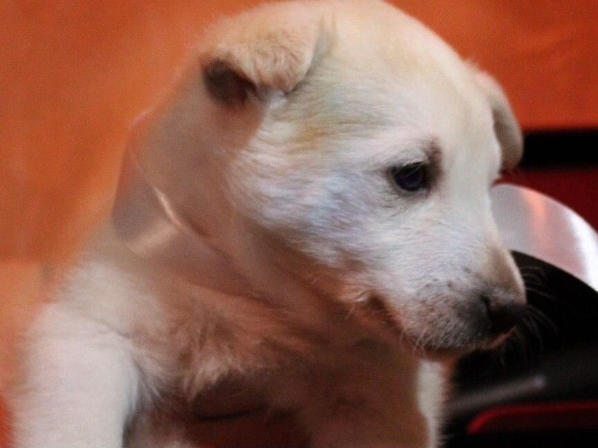 Собака