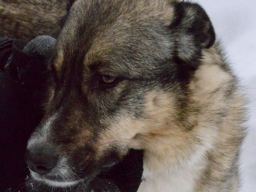 Собака в добрые руки отдам бесплатно