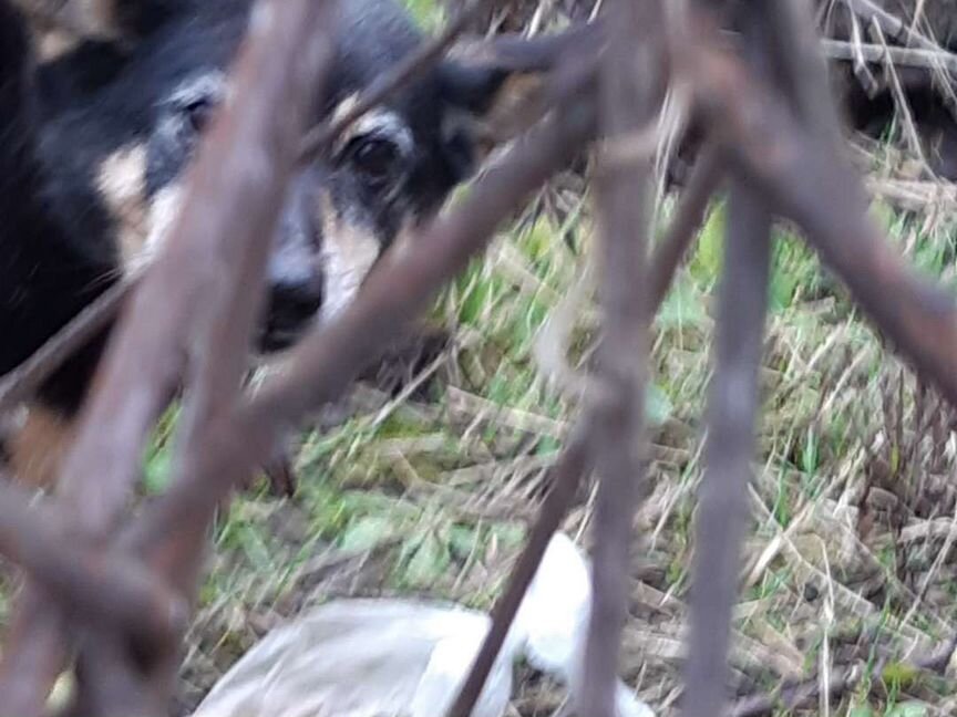 Найден пес рн-е садов скво,ищем хозяина
