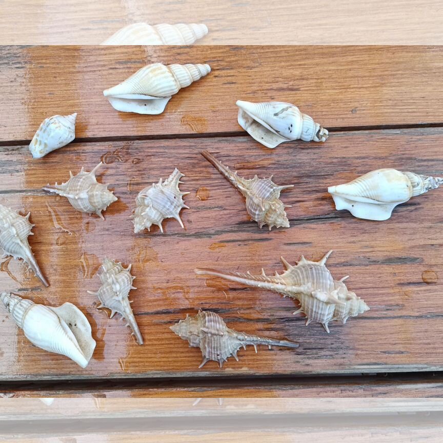 Ракушки морские