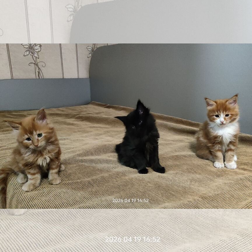 Мейн-кун котёнок