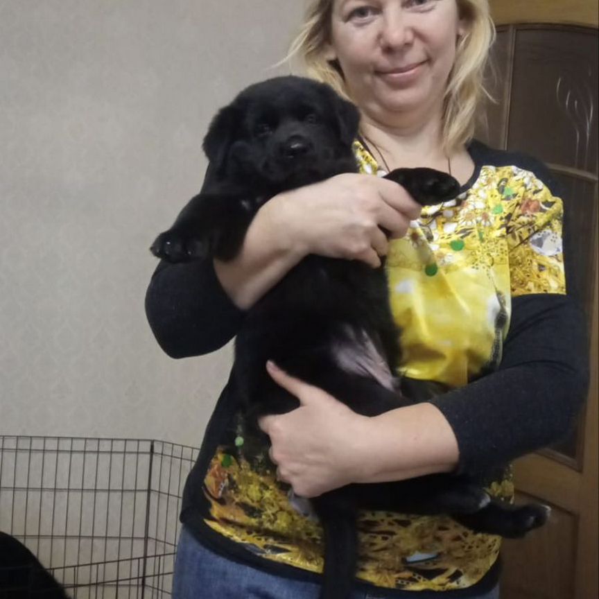 Отдам в добрые руки