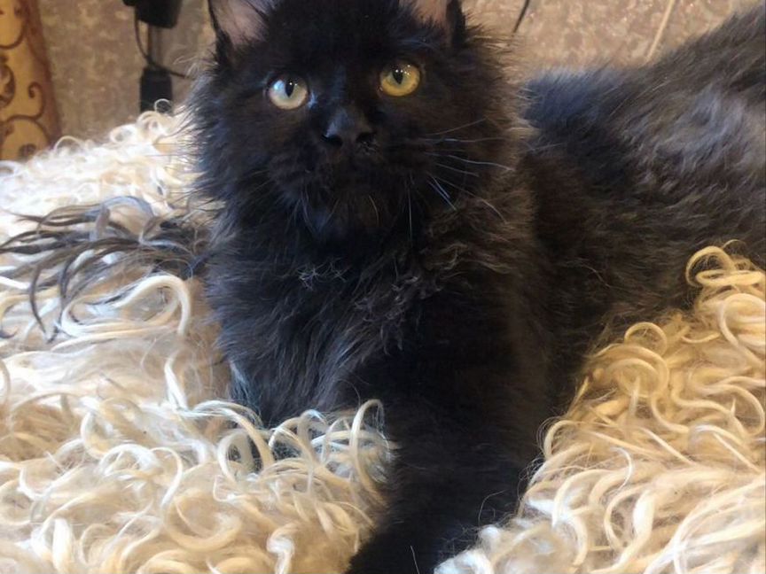 Котята мейн-кун