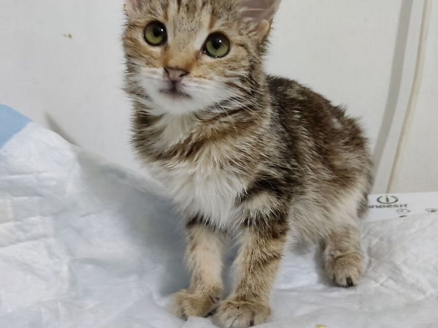 Коты в добрые руки