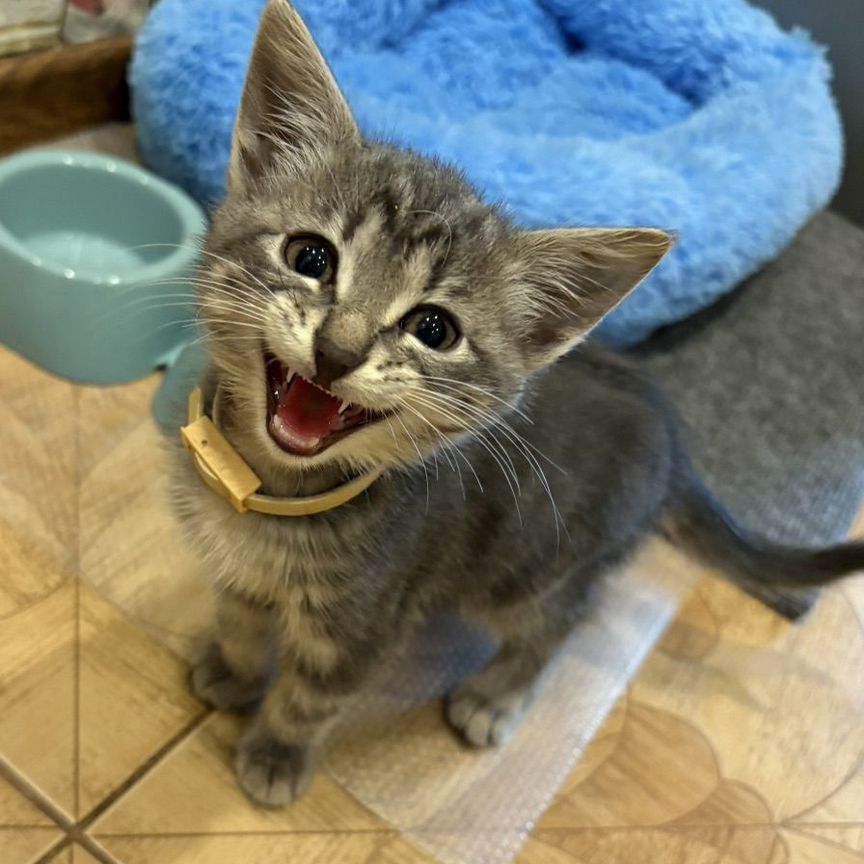 Котёнок Сеня