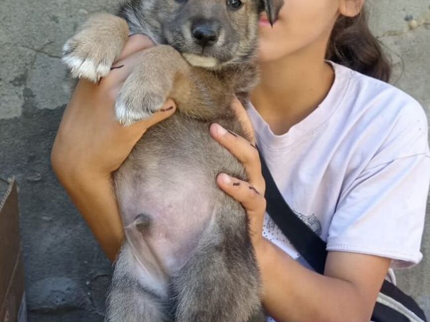 Щенок в добрые руки