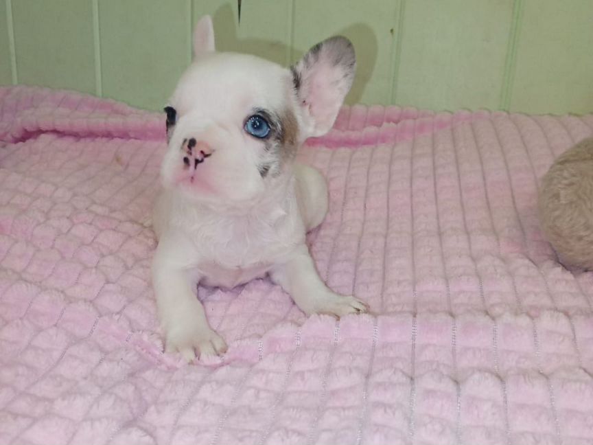 Французский бульдог девочка Блонда