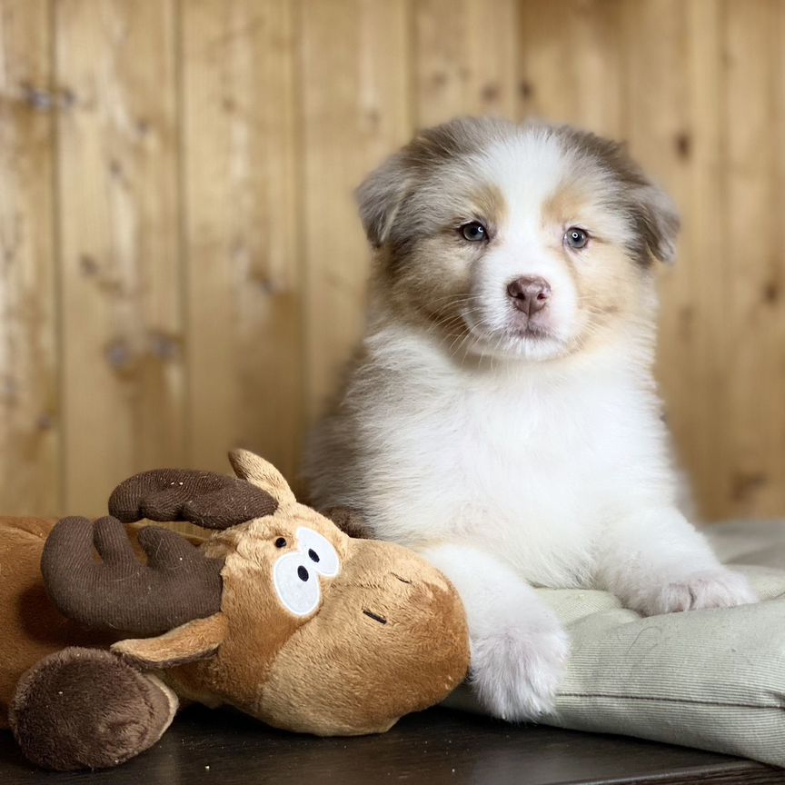 Австралийская овчарка аусси щенки