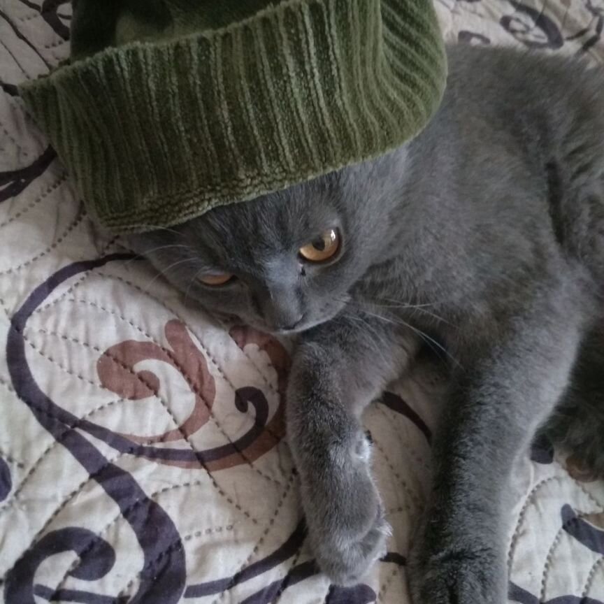 Британский кот