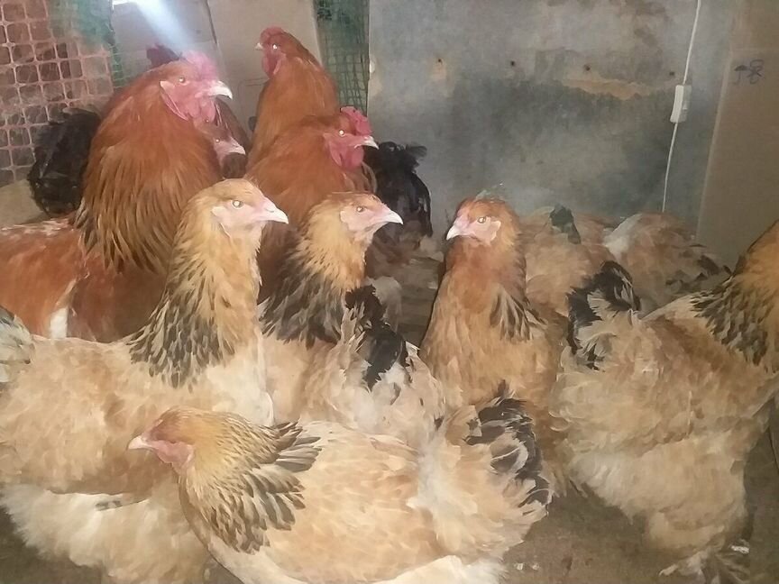 Продам цыплят породистых