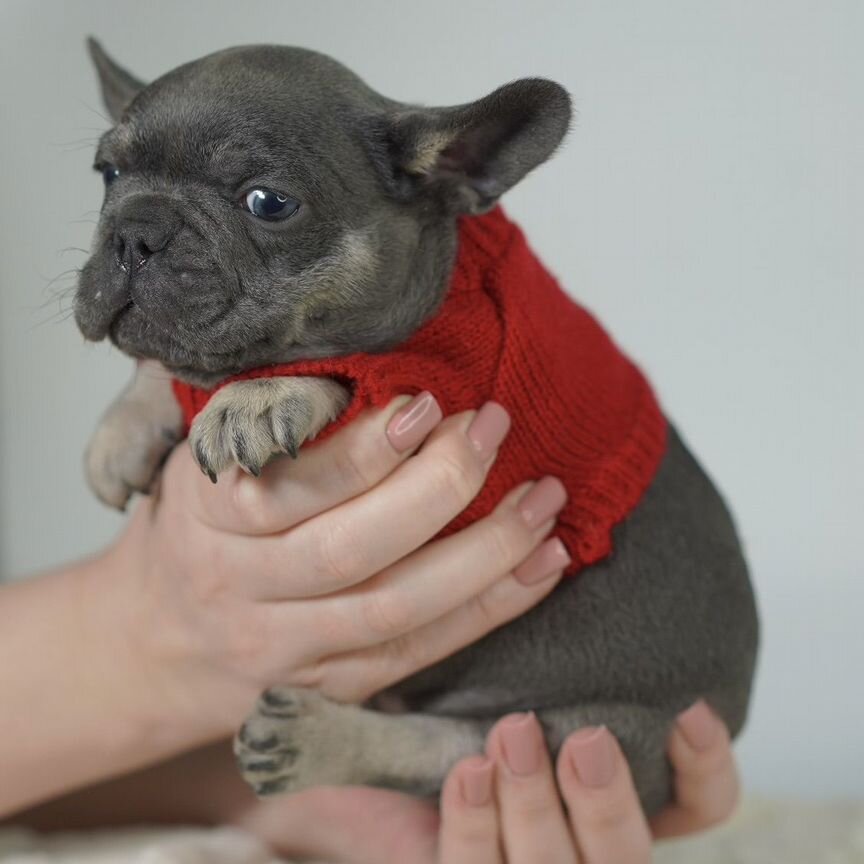 Французский бульдог щенки