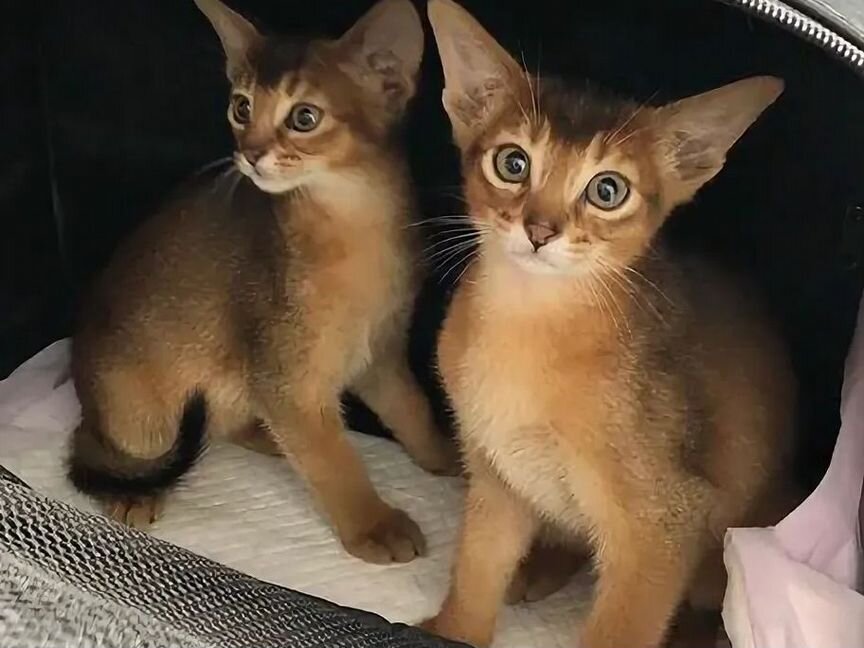 Абиссинские котята